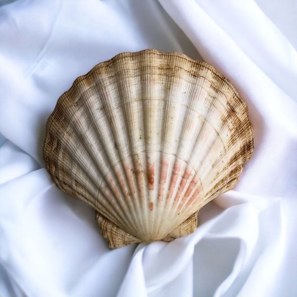 Accents | Natural Large Seashell Clam Shell 5 X 425 Ocean Decor Oyster ...